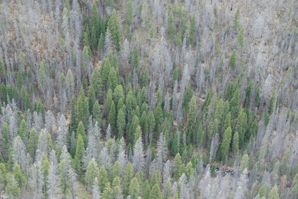 Dead-Standing Trees | What Is Standing Timber?