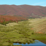 Seeing the (Overcrowded) Forest for the Trees