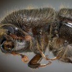 New bark beetle threatens southern Washington forests - Sustainable ...