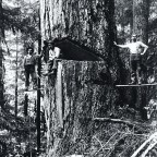 History of Lumberjacks & Logging in the 1800s - Photography