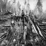 History of Lumberjacks & Logging in the 1800s - Photography