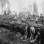 History of Lumberjacks & Logging in the 1800s - Photography
