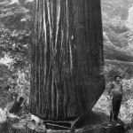 History of Lumberjacks & Logging in the 1800s - Photography