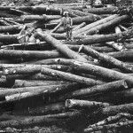 History of Lumberjacks & Logging in the 1800s - Photography
