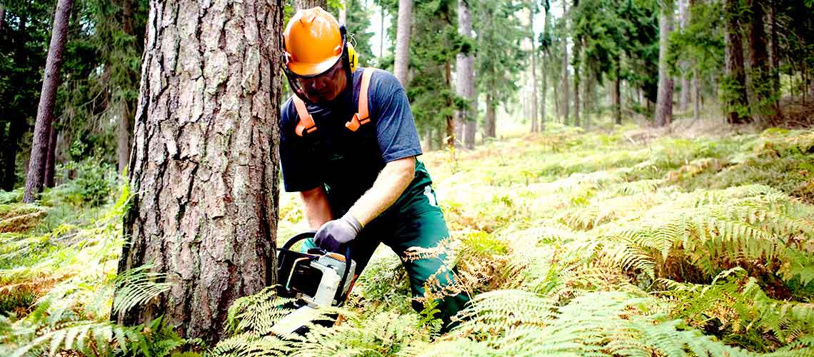 The Invisible Workforce: America's Loggers | U.S. Timber Industry